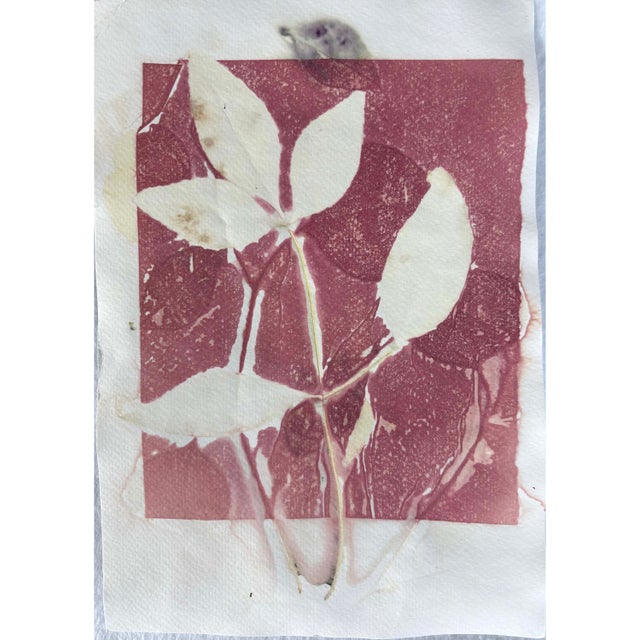 Botanic Prints on Paper | Sonja Lee-Austin